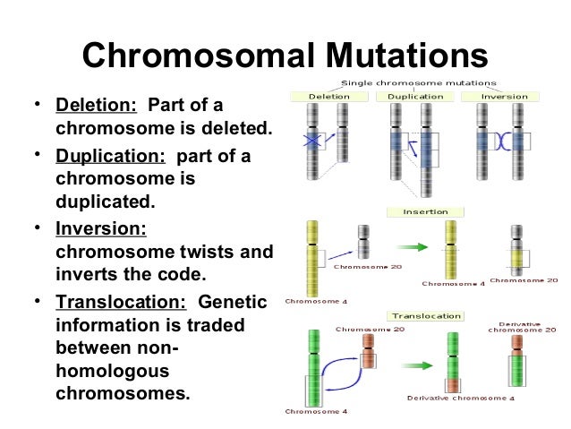 Types Of Genetic Mutations