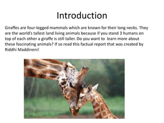 All about giraffes | PPTX