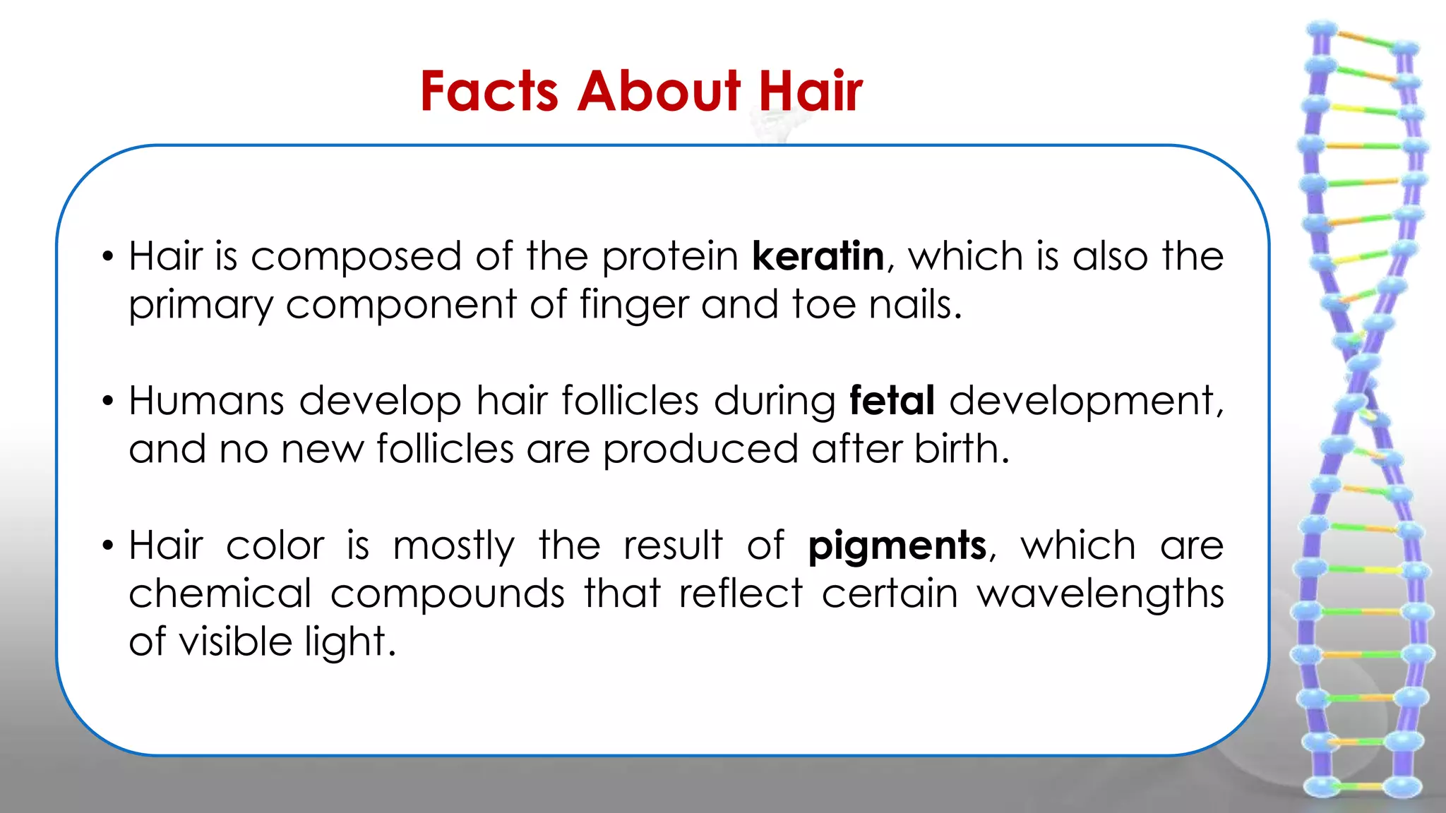All about hair ppt | PPTX
