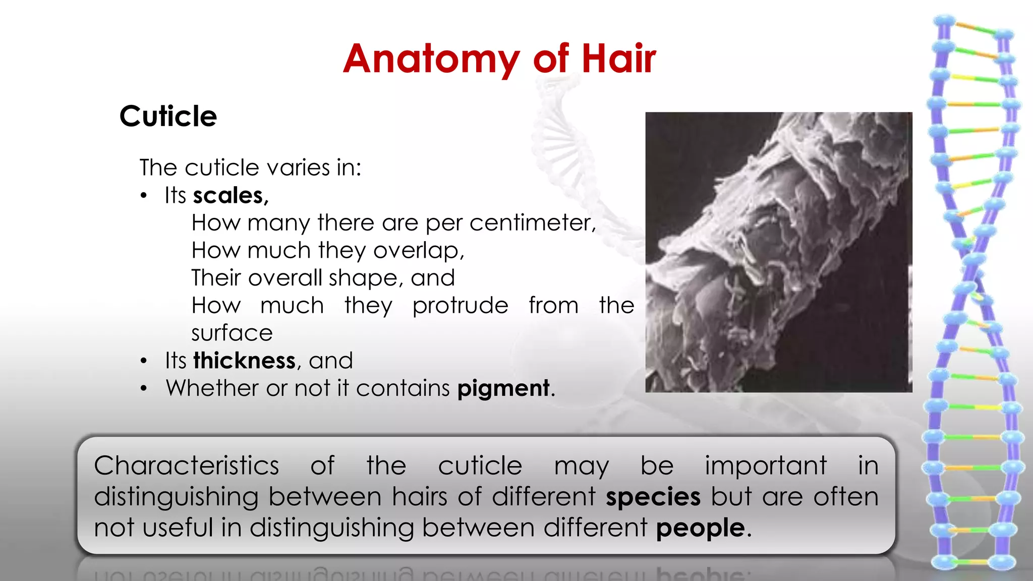 All about hair ppt | PPTX