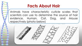 All about hair ppt | PPTX