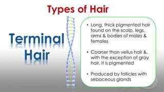 All about hair ppt | PPTX
