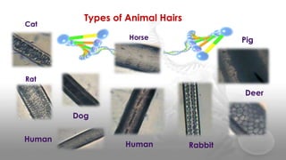 All about hair ppt | PPTX