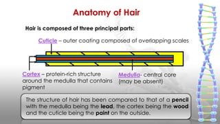 All about hair ppt | PPTX