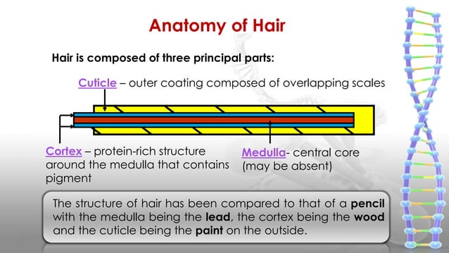 All about hair ppt | PPTX | Hair Care | Beauty