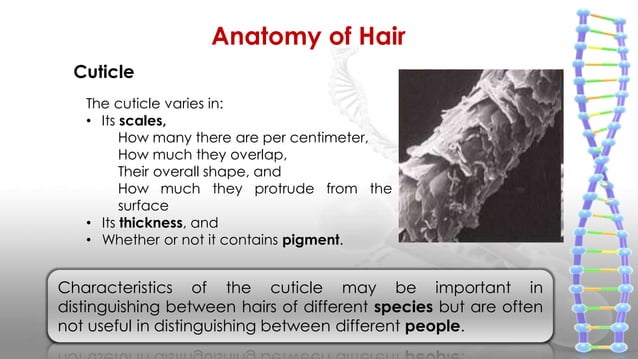 All about hair ppt | PPTX | Hair Care | Beauty