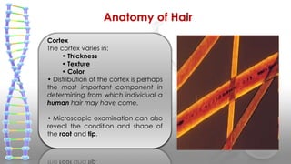 All about hair ppt | PPTX