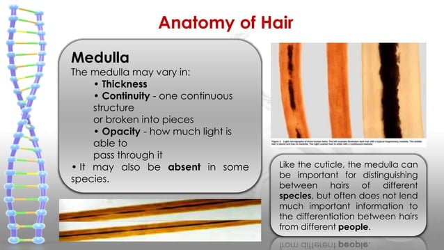 All about hair ppt | PPTX | Hair Care | Beauty