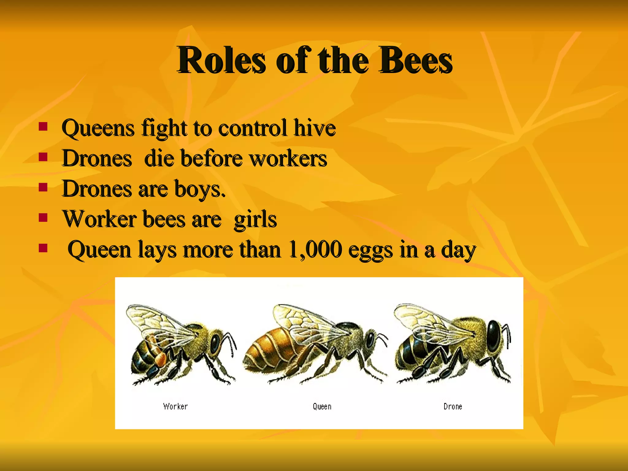 All about honey bees | PPT