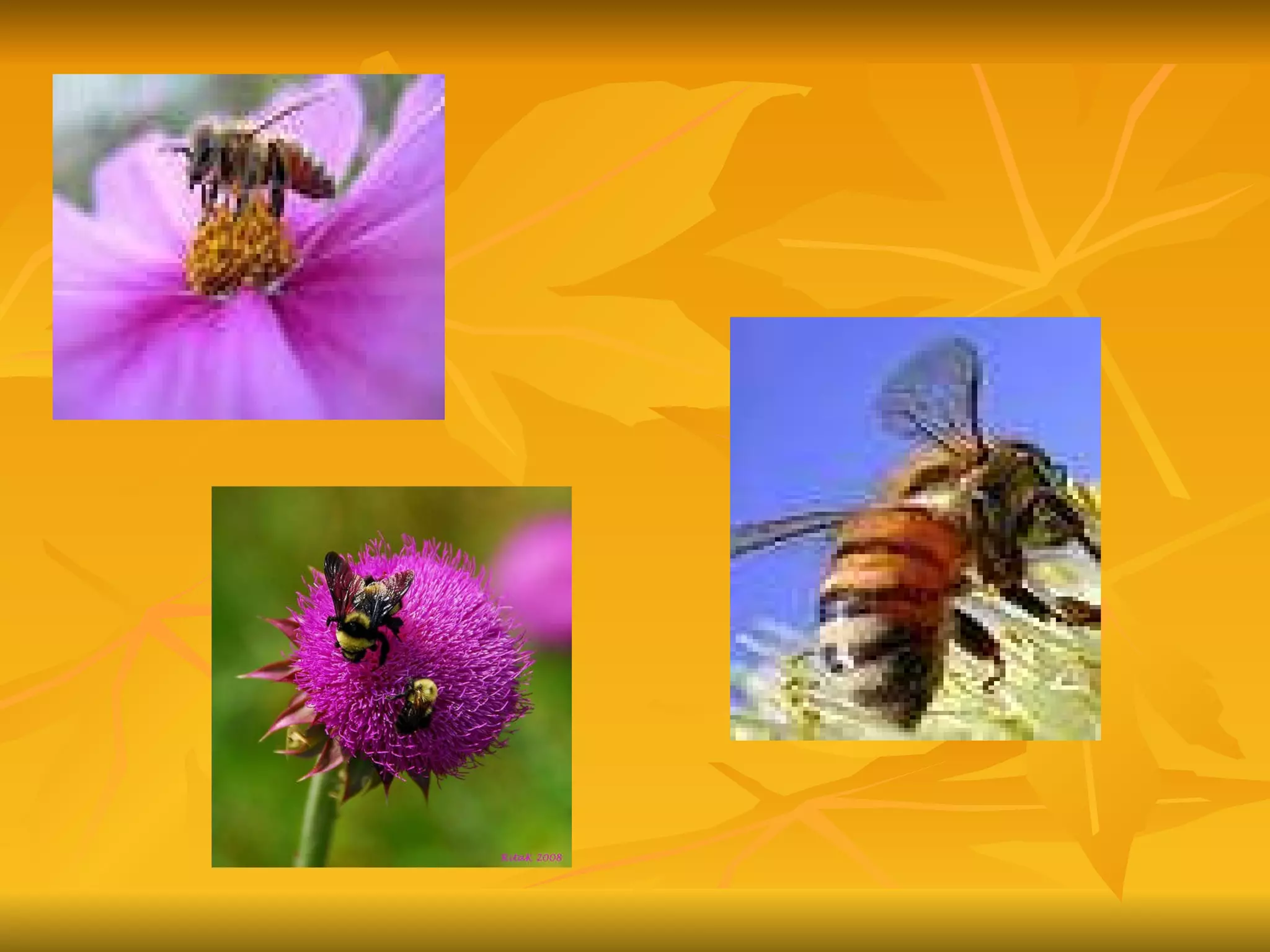 All about honey bees | PPT