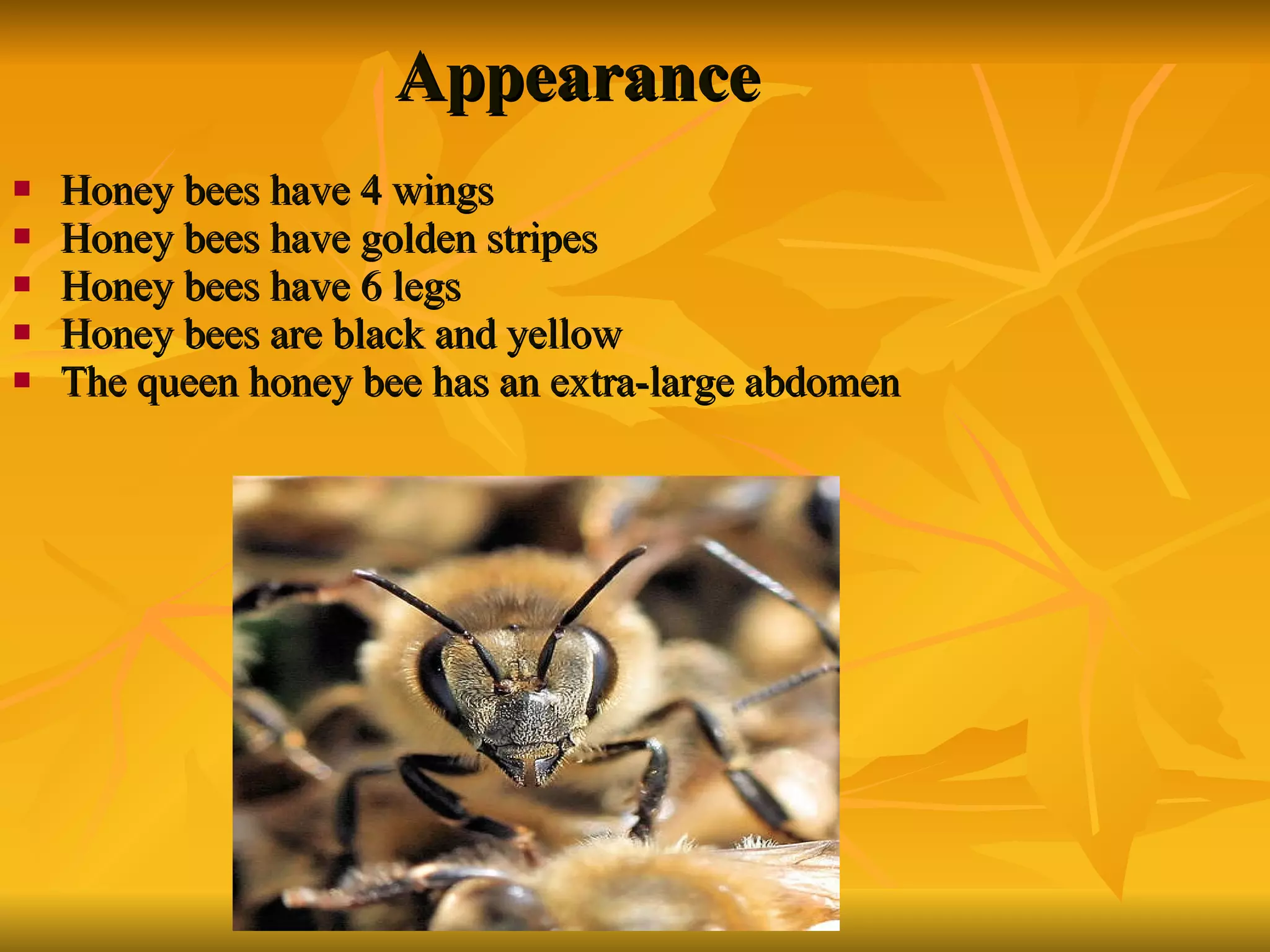 All about honey bees | PPT