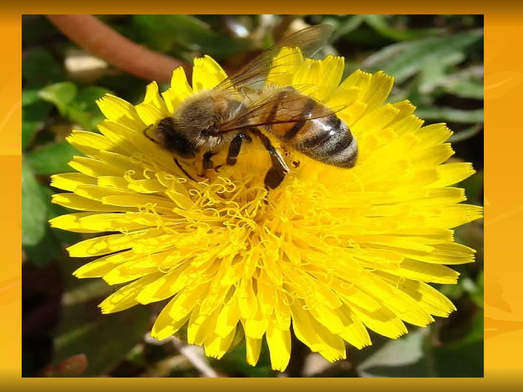 All about honey bees | PPT