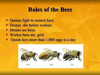 All about honey bees | PPT