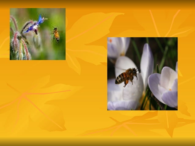 All about honey bees | PPT