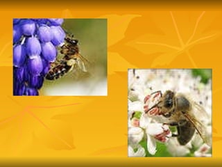 All about honey bees | PPT