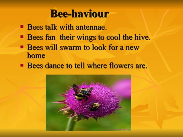 All about honey bees | PPT