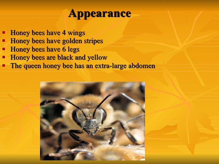 All about honey bees