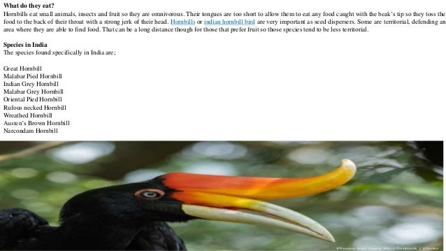 All about Hornbills.pptx