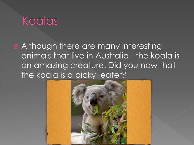 All about Koalas | PPTX