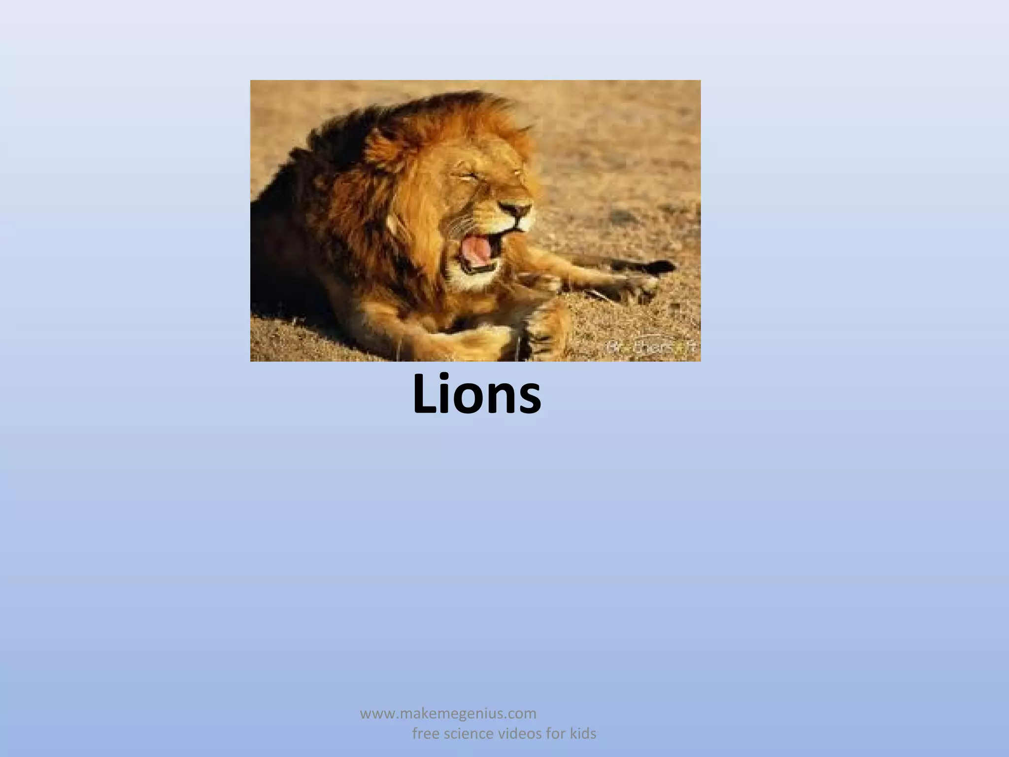 All about lions 30 fun ,interesting facts for kids ppt. | PPT