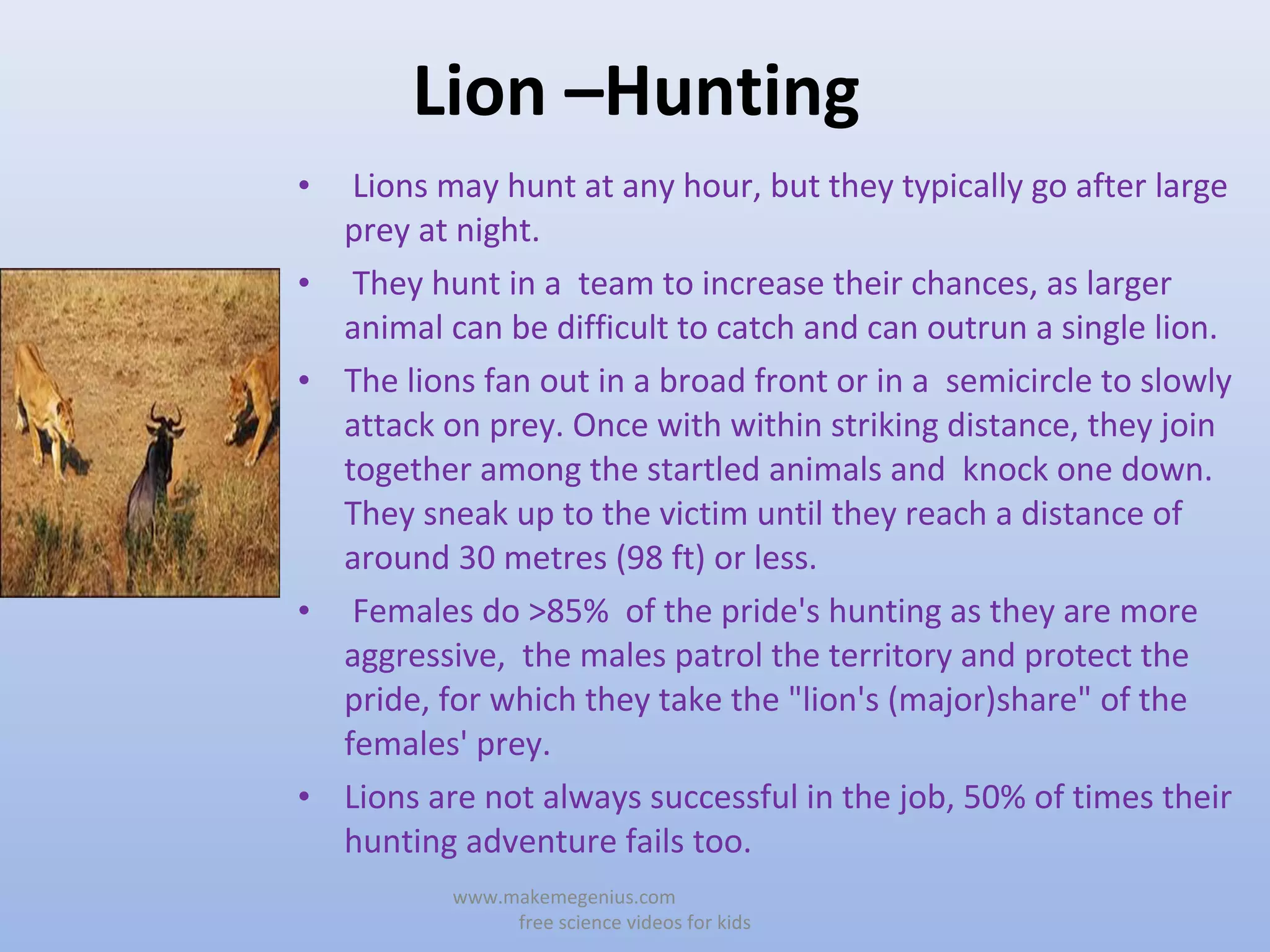 All about lions 30 fun ,interesting facts for kids ppt. | PPT