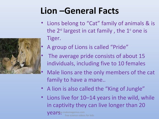 All about lions 30 fun ,interesting facts for kids ppt.