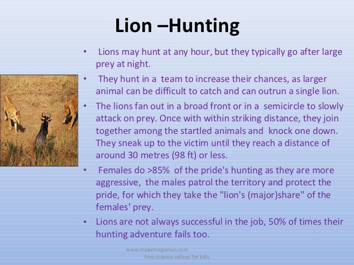 All about lions 30 fun ,interesting facts for kids ppt.