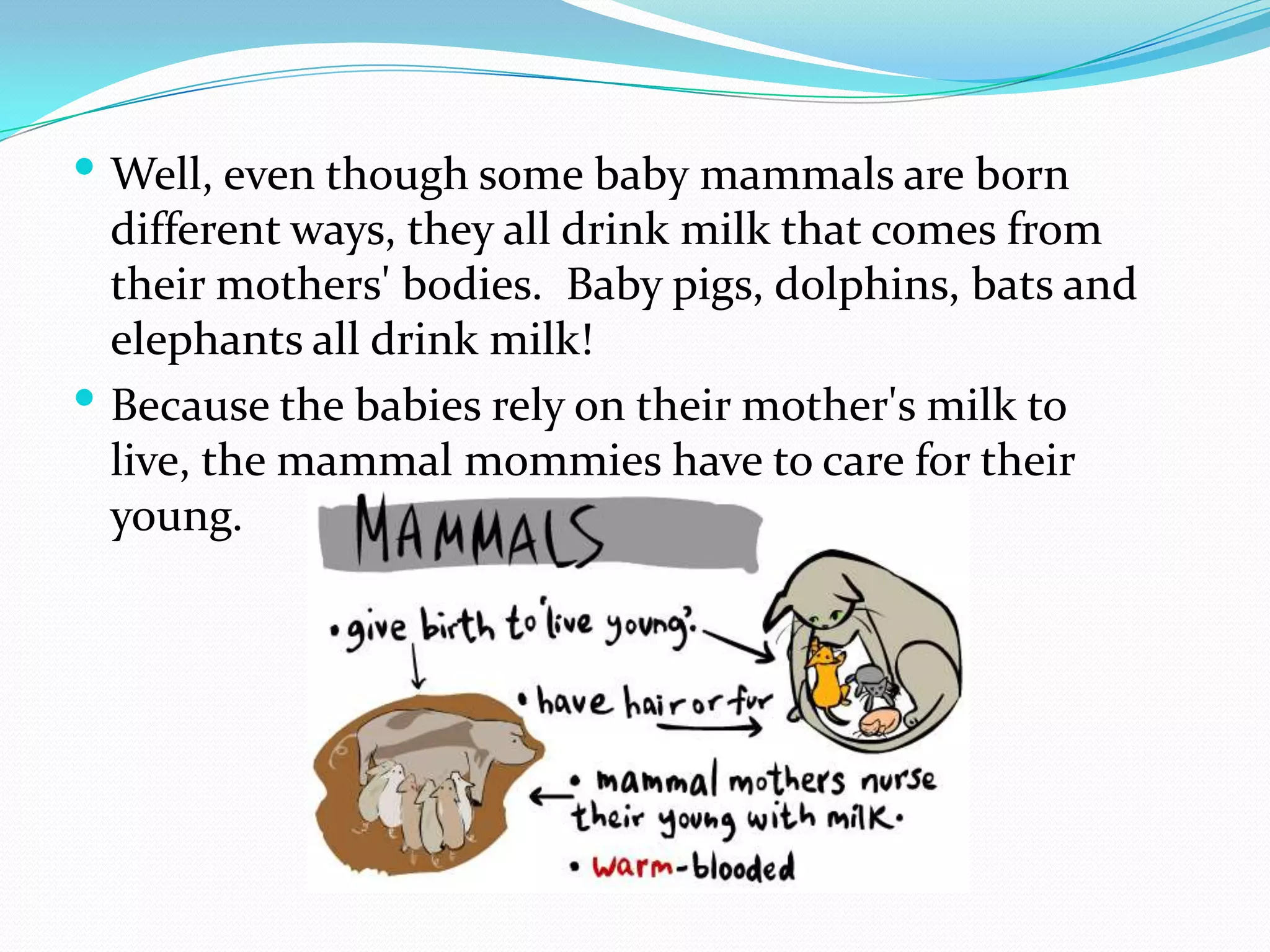All about mammals | PPT