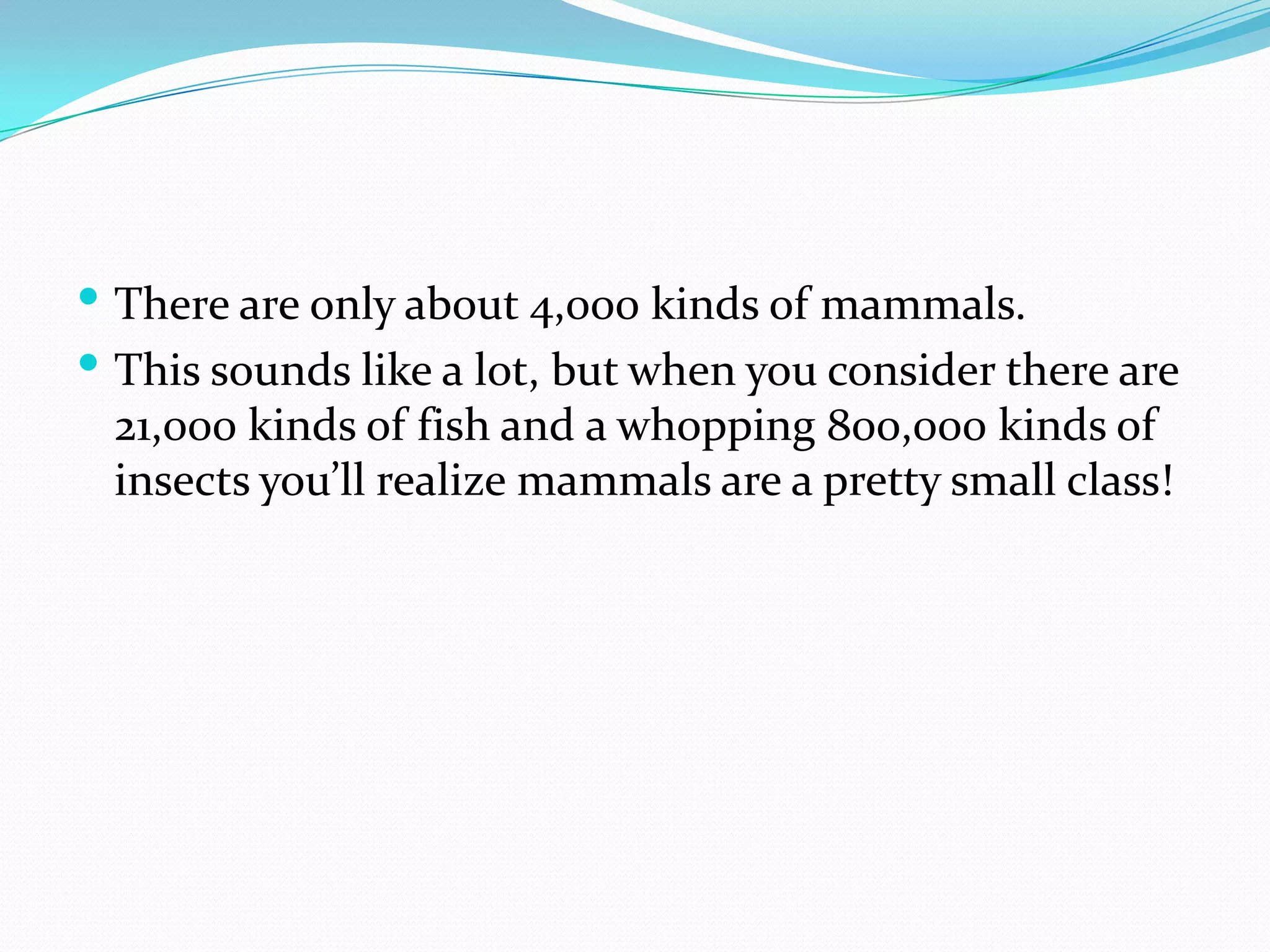 All about mammals | PPT
