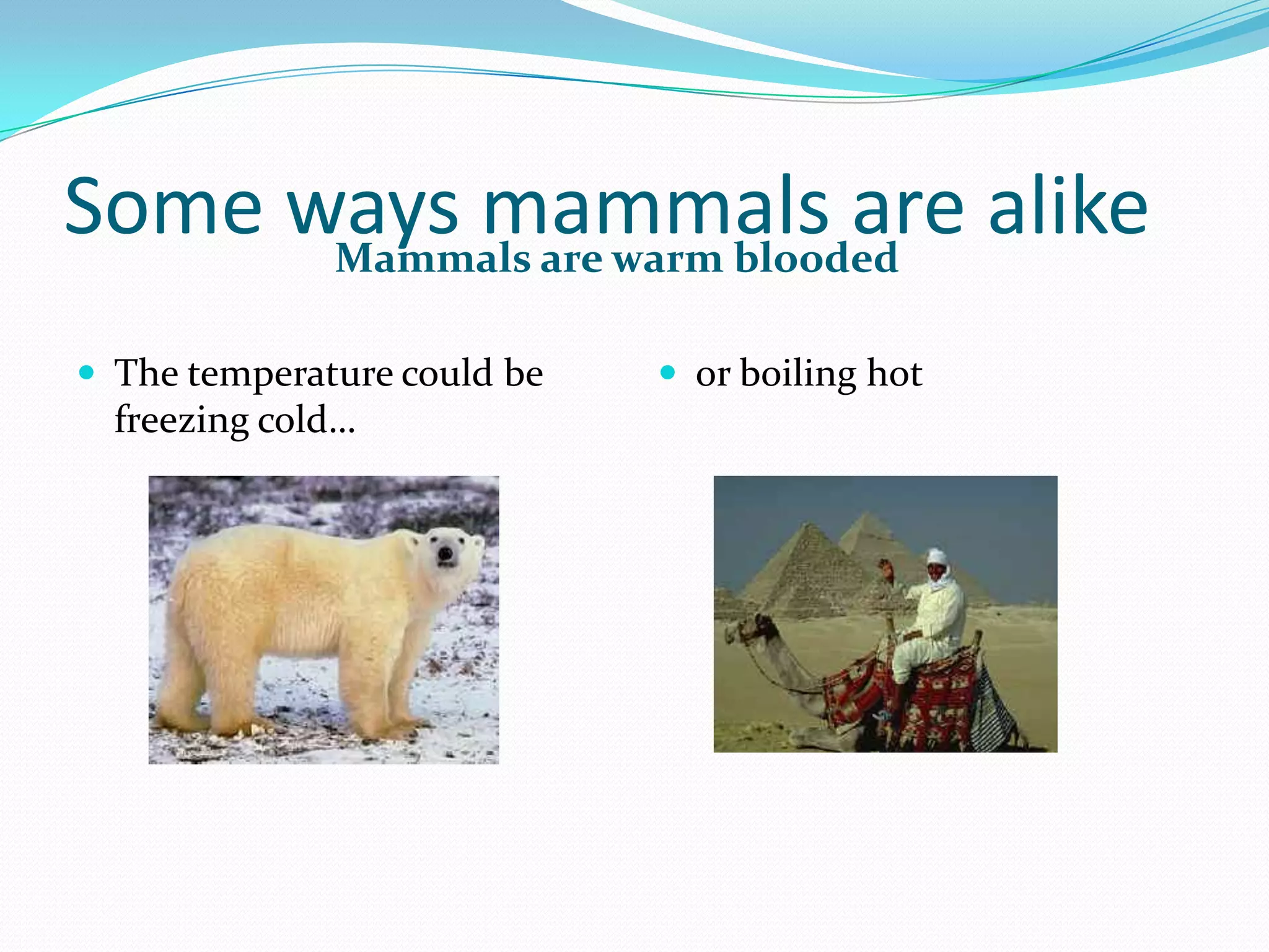 All about mammals | PPT