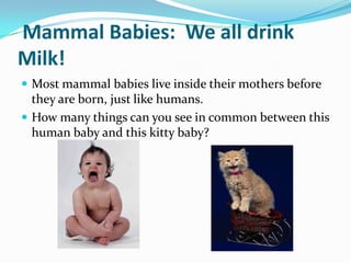 All about mammals | PPTX