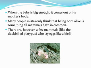 All about mammals | PPTX