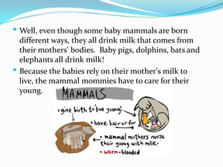 All about mammals | PPTX