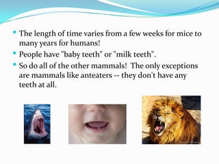 All about mammals | PPTX