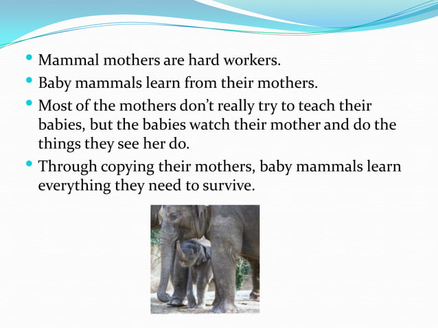 All about mammals | PPT