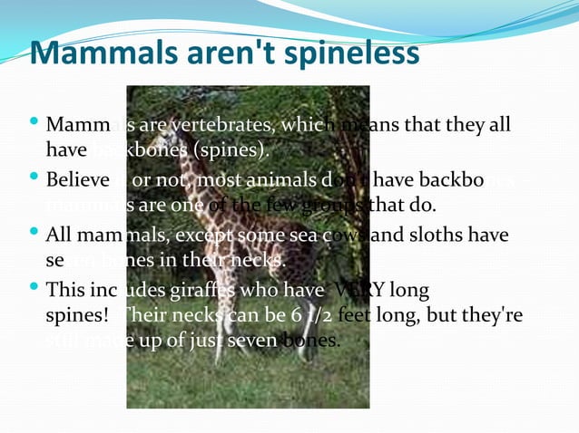 All about mammals | PPT