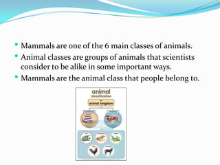 All about mammals | PPT