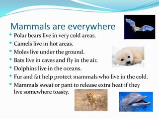 All about mammals | PPTX