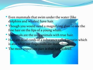 All about mammals | PPTX