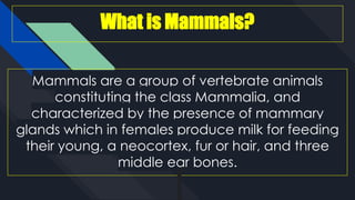 All about Mammals | PPTX