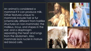 All about Mammals | PPTX