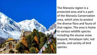 Things To Know About Manaslu | Trekking In Nepal | PPT
