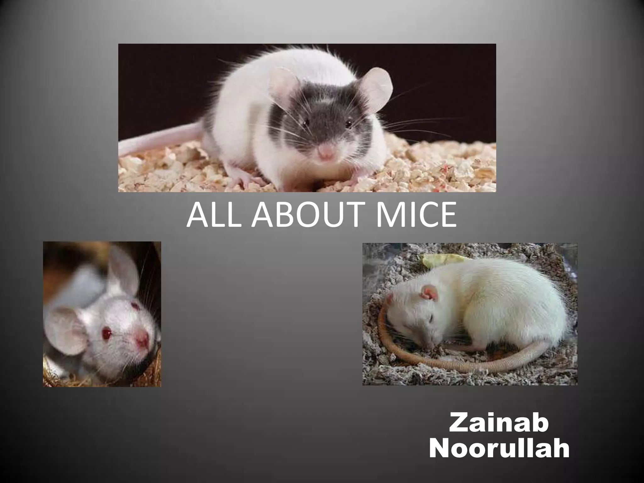 All about mice | PPTX