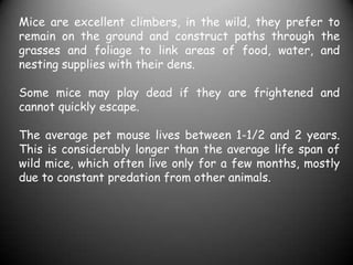 All about mice | PPTX