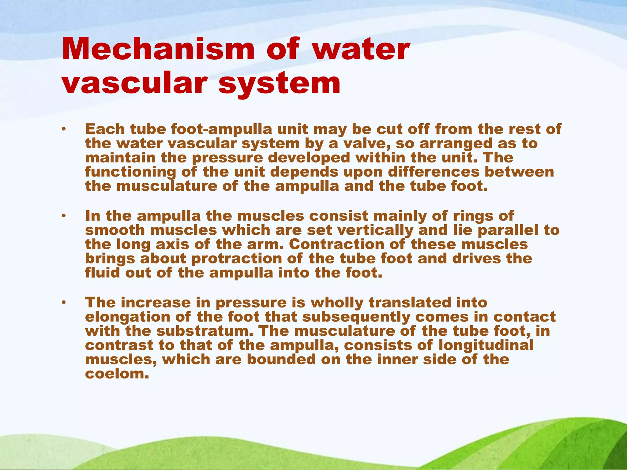 water vascular system by shivani bhomle | PPTX