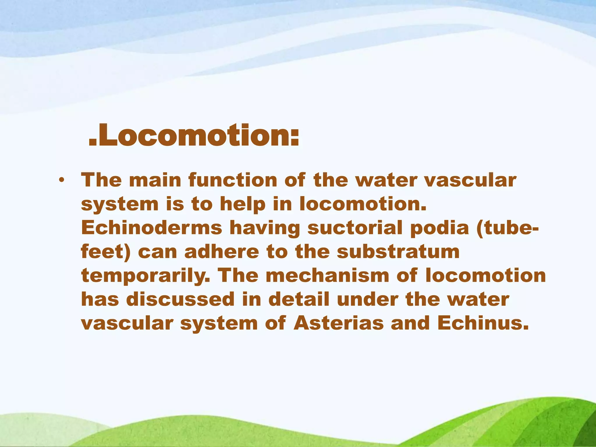 water vascular system by shivani bhomle | PPTX