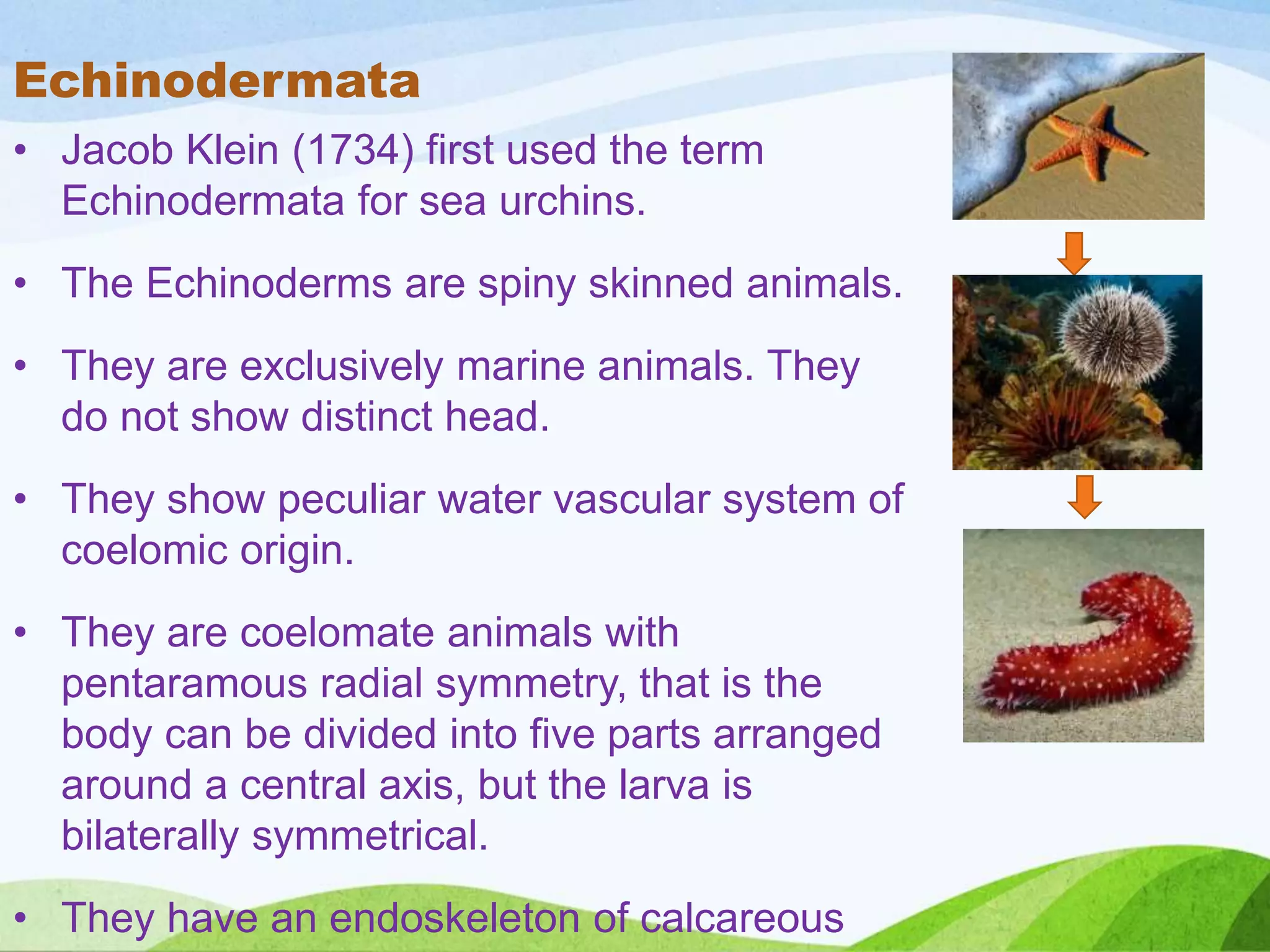 water vascular system by shivani bhomle | PPTX