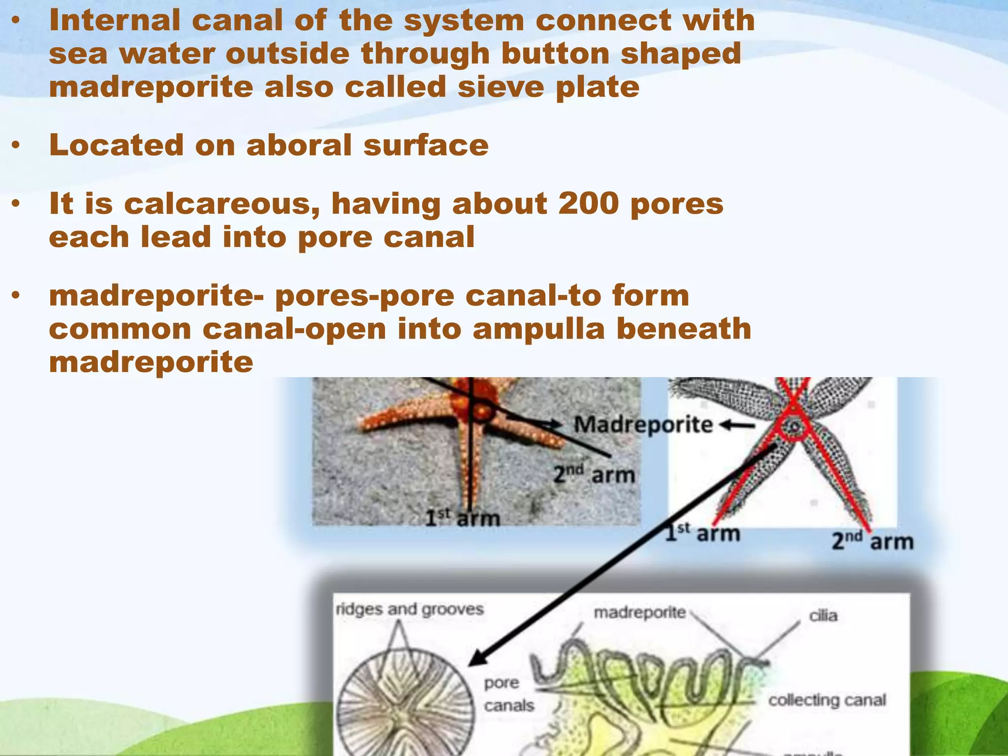 water vascular system by shivani bhomle | PPTX