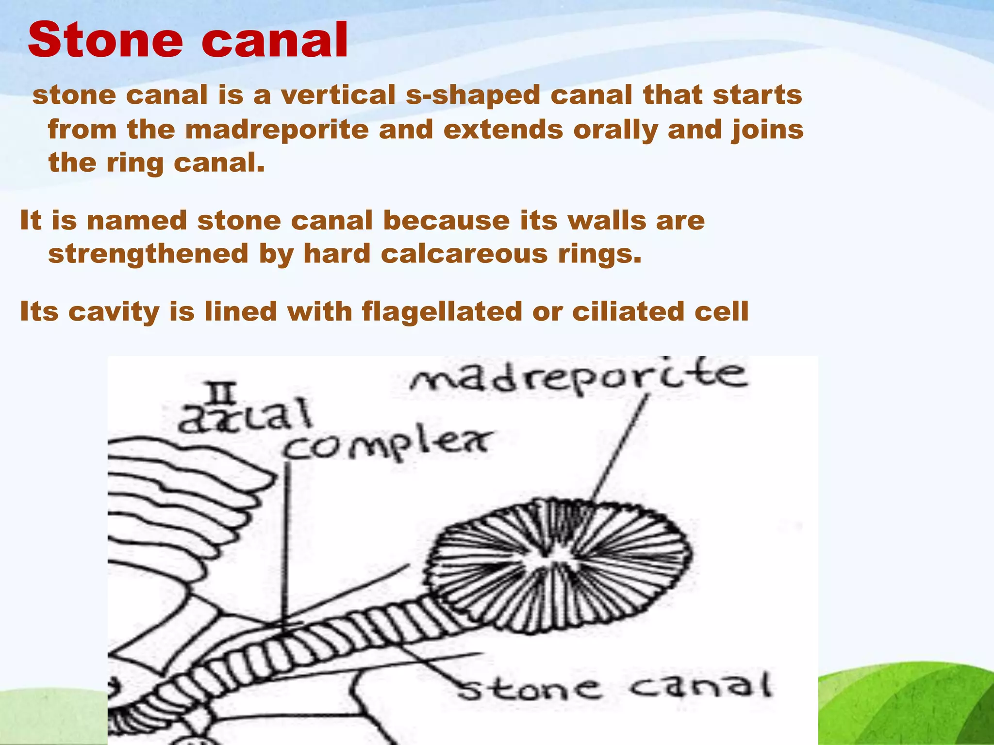 water vascular system by shivani bhomle | PPTX