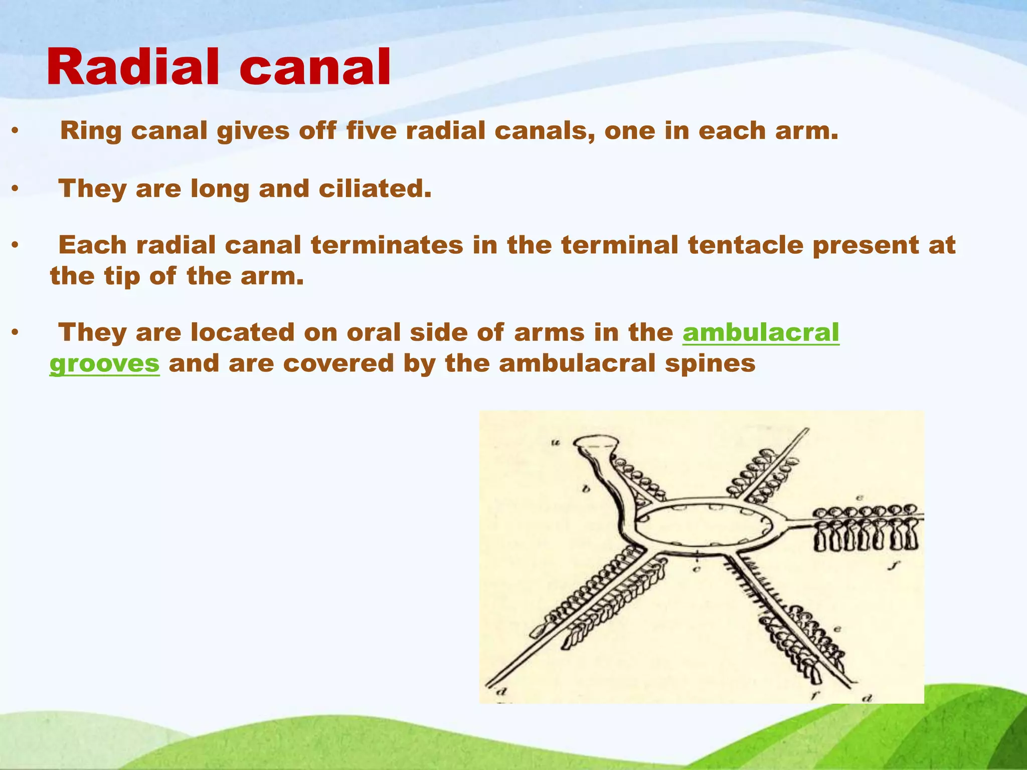 water vascular system by shivani bhomle | PPTX